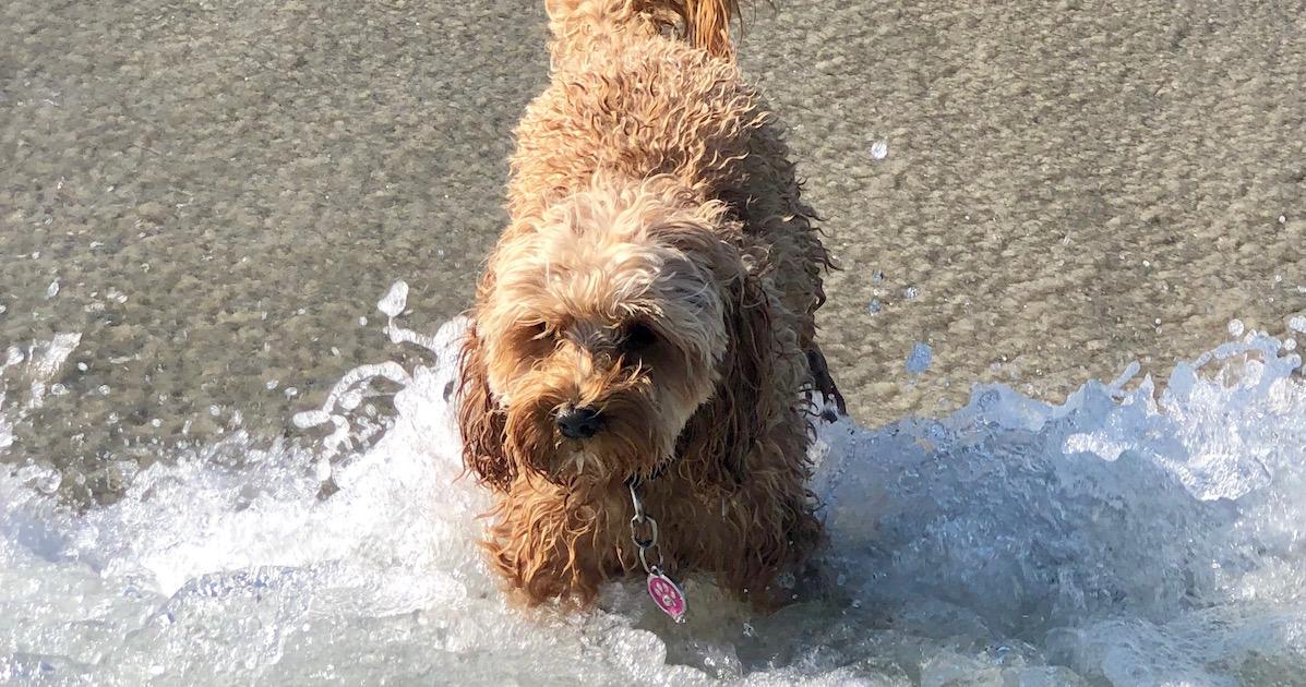 New Jersey's Longport Dog Beach | I Love The Upper West Side