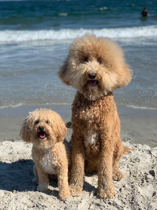 New Jersey's Longport Dog Beach | I Love The Upper West Side